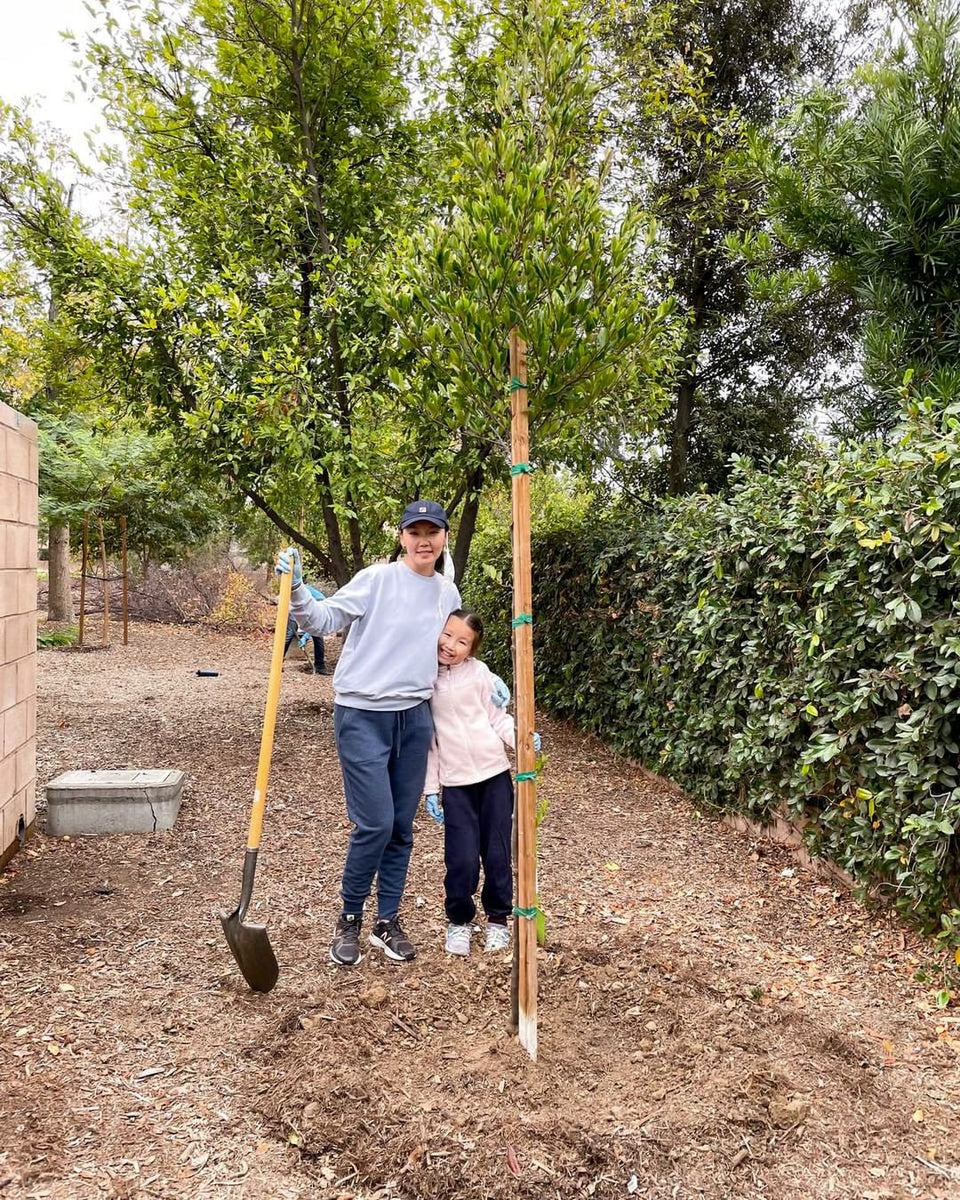 Is it easy to plant a tree? – SANDARA